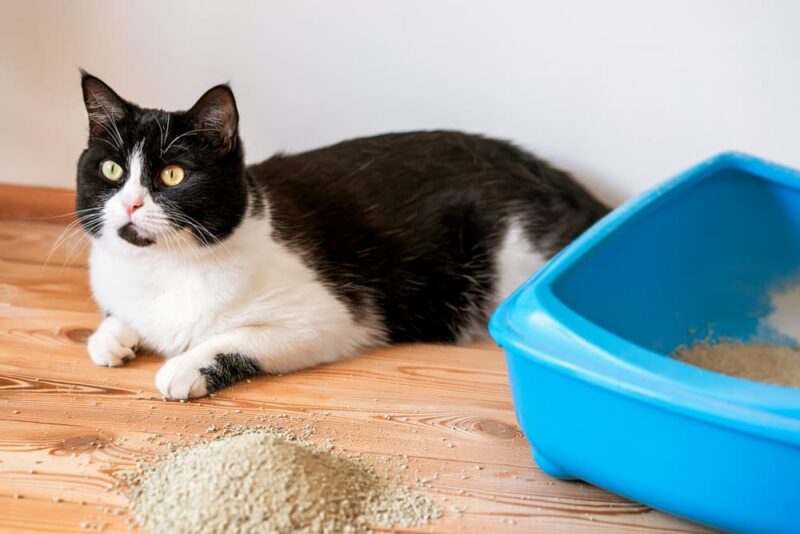 Flushable Cat Litter: Weighing the Pros and Cons | Great Pet Care