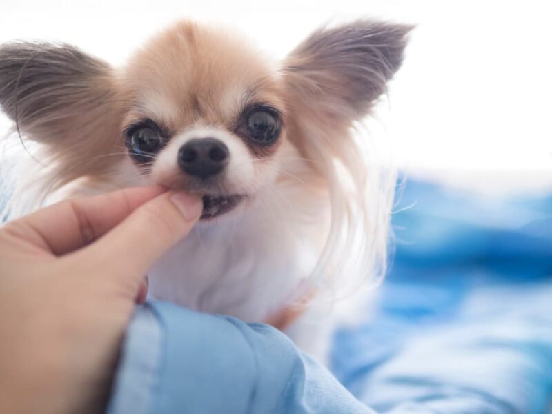 Praziquantel for Dogs | Great Pet Care