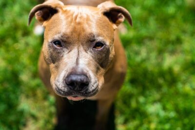 Dog Burping: What's Normal and What's Not | Great Pet Care
