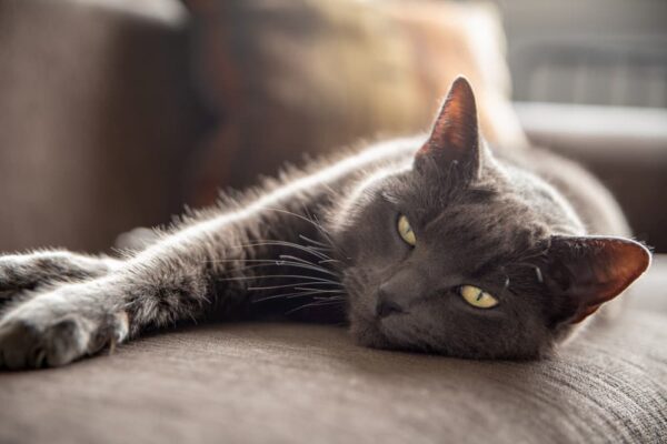 10 Things to Avoid When Leaving Your Cat Alone | Great Pet Care