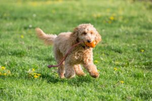 The Most Active Dog Breeds To Explore With | Great Pet Care