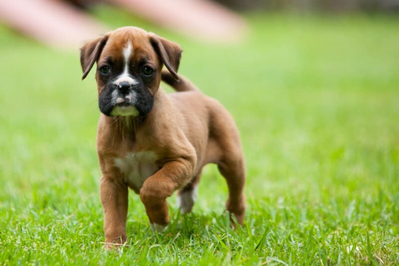 Dog Burping: What's Normal and What's Not | Great Pet Care
