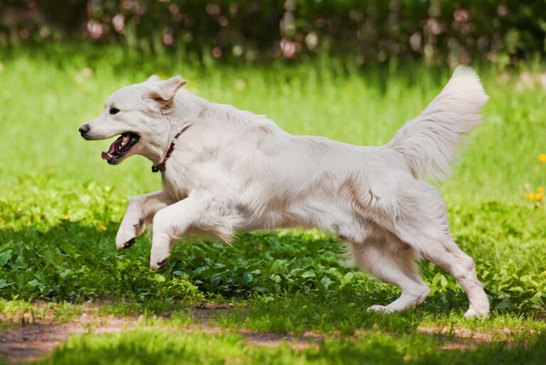 The Most Active Dog Breeds To Explore With | Great Pet Care