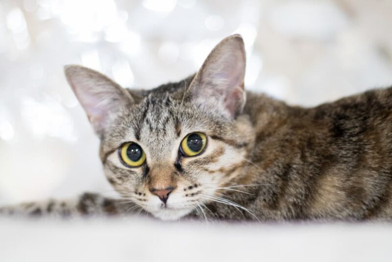 How Exactly Do Cats Purr? | Great Pet Care