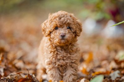 Soft Dog Poop: Causes and How to Help | Great Pet Care