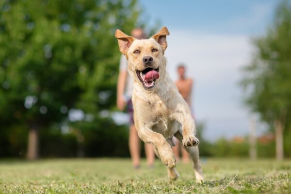 The Most Active Dog Breeds To Explore With | Great Pet Care