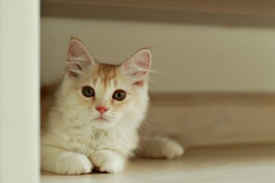 How to Clean Cat Pee: Steps to Take | Great Pet Care