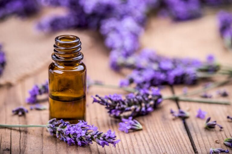Is Lavender Safe for Cats? | Great Pet Care