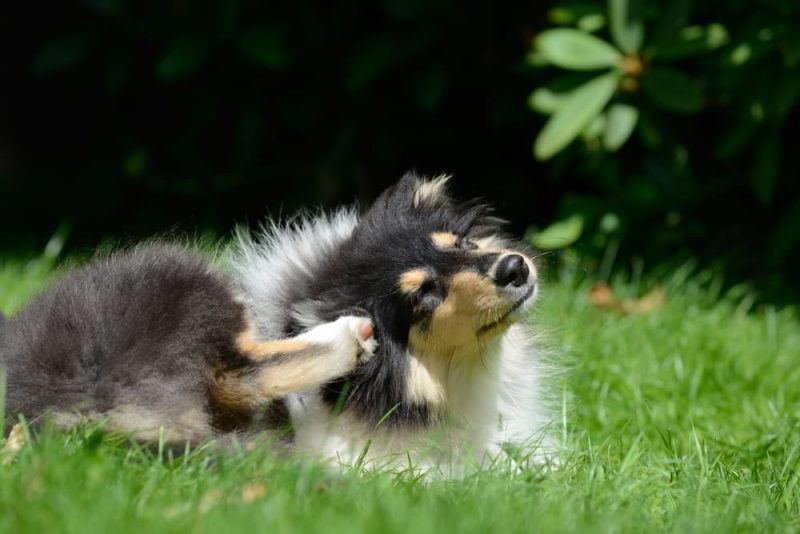 6 Dog Skin Conditions You Should Know About | Great Pet Care