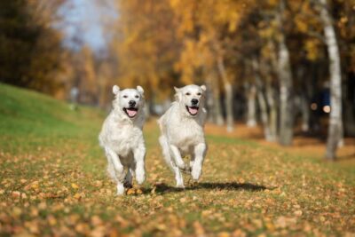 10 of the Biggest Fluffy Dog Breeds | Great Pet Care