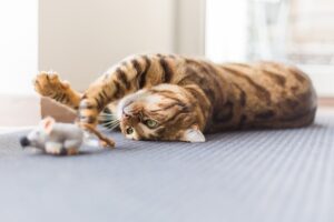 Pain Management for Cats: A Holistic Care Guide | Great Pet Care
