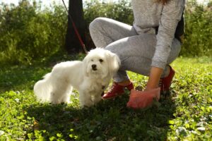 Why Is My Dog’s Poop White? | Great Pet Care