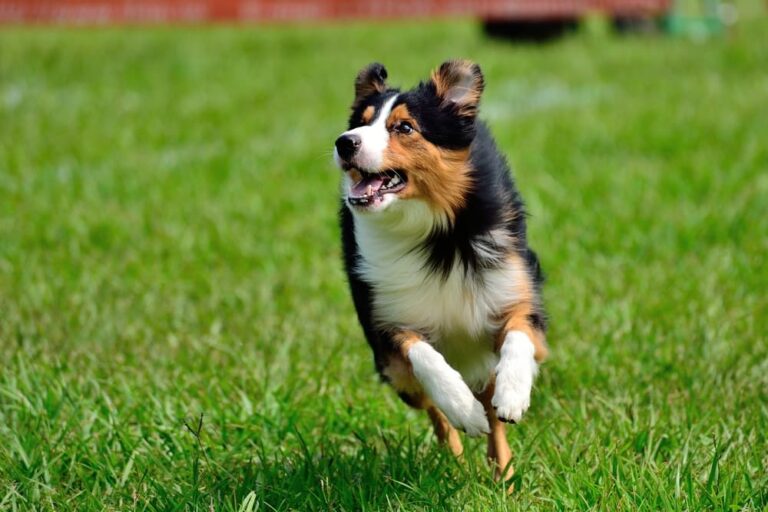 The Most Active Dog Breeds To Explore With | Great Pet Care