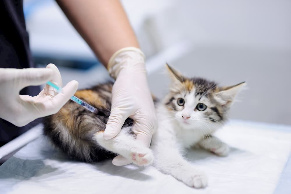 Feline Leukemia Vaccine FeLV For Cats Great Pet Care