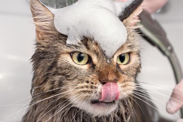 Is Lavender Safe for Cats? | Great Pet Care