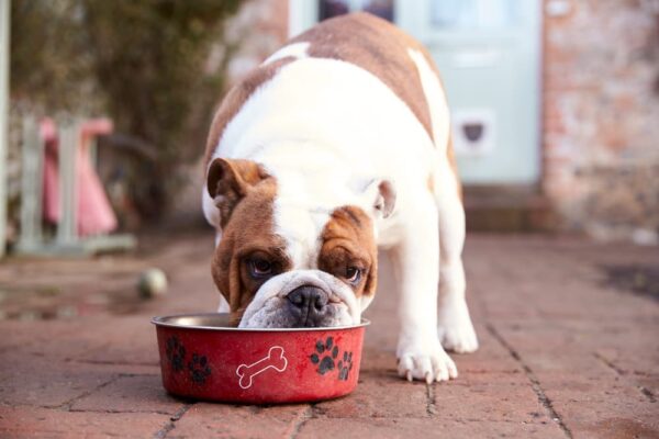 Dog Burping: What's Normal and What's Not | Great Pet Care