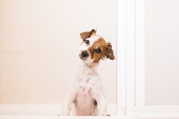 6 Reasons Your Dog Follows You Everywhere | Great Pet Care