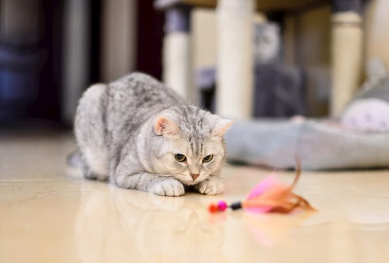 10 Things to Avoid When Leaving Your Cat Alone | Great Pet Care