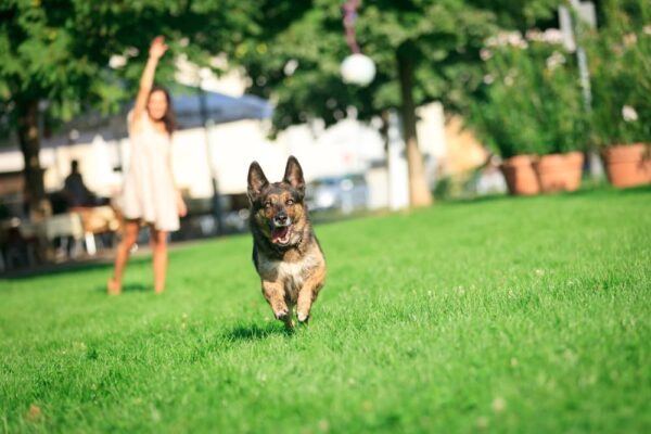 9 Easy Ways to Enrich Your Dog’s Life | Great Pet Care