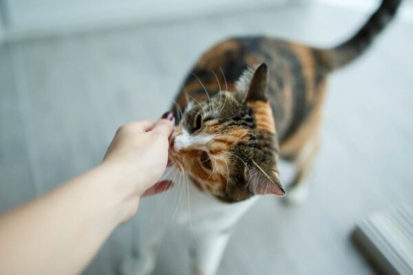 The Right Way to Pick Up a Cat: Step by Step | Great Pet Care