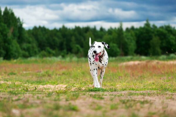 The Most Active Dog Breeds To Explore With | Great Pet Care