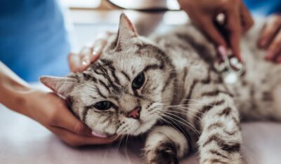Prazosin for Cats | Great Pet Care