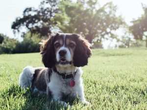 Inflammation in Dogs: Signs and How to Help | Great Pet Care