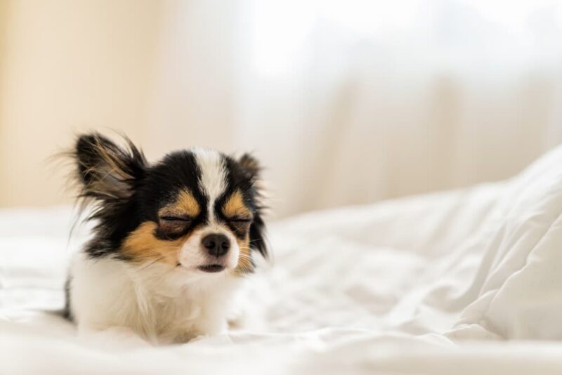 Why Do Dogs Sleep So Much? | Great Pet Care
