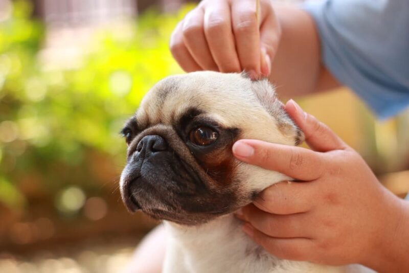 All the Reasons Your Dog’s Ears Smell | Great Pet Care