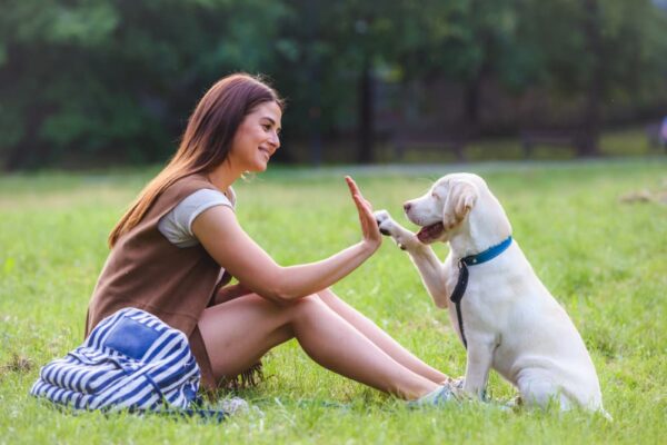 7 Easiest Dog Breeds to Train | Great Pet Care