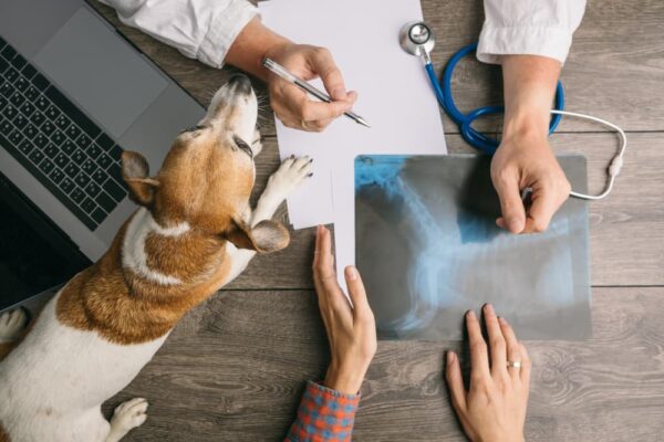 Dog X-Rays: Everything You Want to Know | Great Pet Care