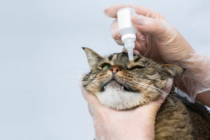 Keratitis in Cats | Great Pet Care