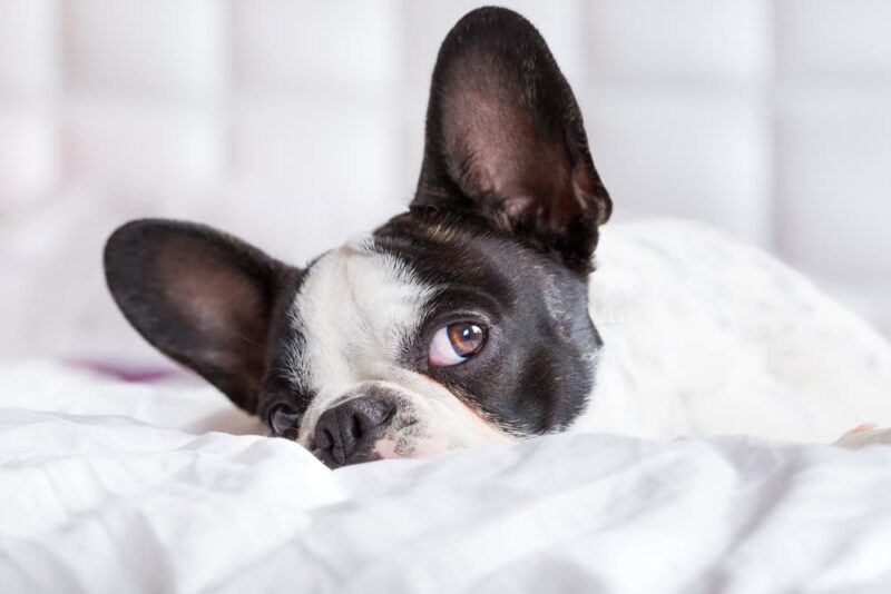 All the Reasons Your Dog’s Ears Smell | Great Pet Care