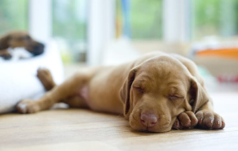 Why Do Dogs Sleep So Much? | Great Pet Care