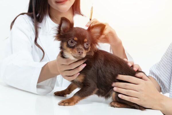 Rabies Vaccine for Dogs | Great Pet Care