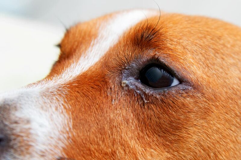 Dog Eyelids: Facts and Common Problems | Great Pet Care