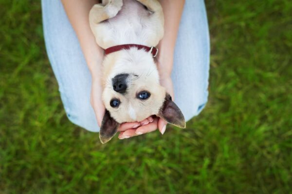 All the Reasons Your Dog’s Ears Smell | Great Pet Care