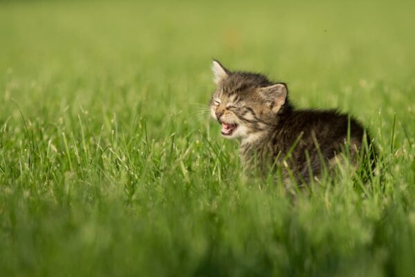 All About Cat Panting | Great Pet Care