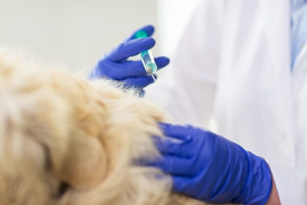 DHPP Vaccine for Dogs | Great Pet Care