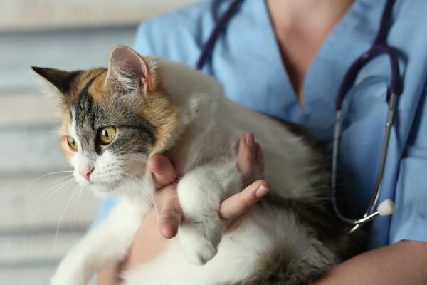 Keratitis in Cats | Great Pet Care
