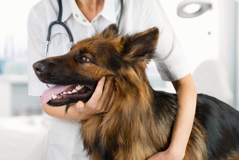 Trazodone for Dogs | Great Pet Care