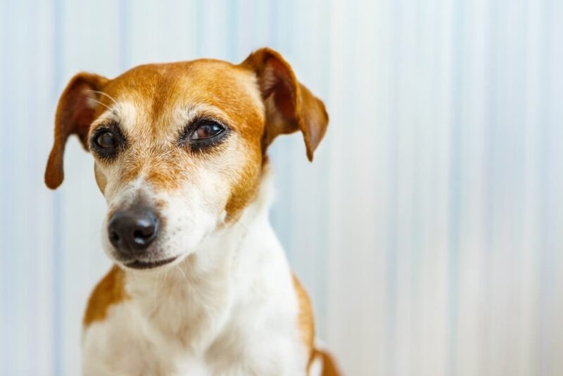 Tea Tree Oil for Dogs: Is It Safe? | Great Pet Care