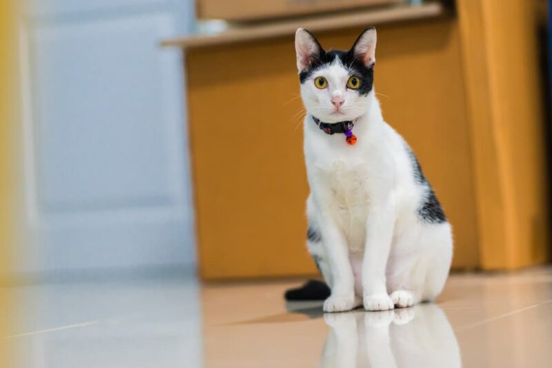 All About Cat Panting | Great Pet Care