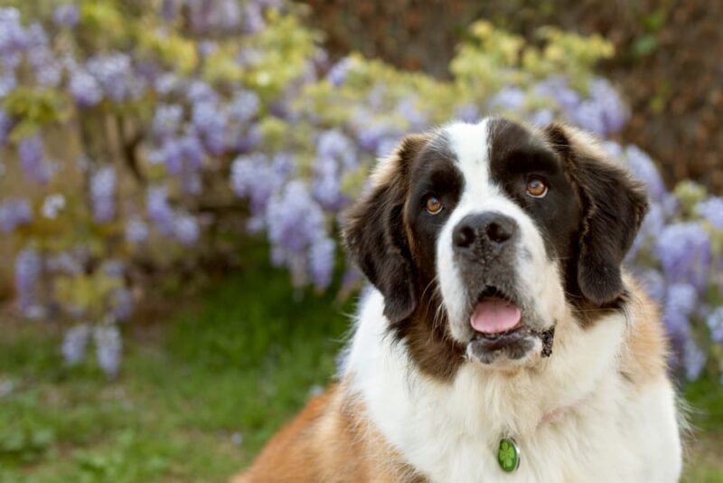 Choosing a Big Dog Breed: The Top 10 | Great Pet Care