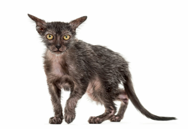 Tips For Adopting Your First Hairless Cat | Great Pet Care