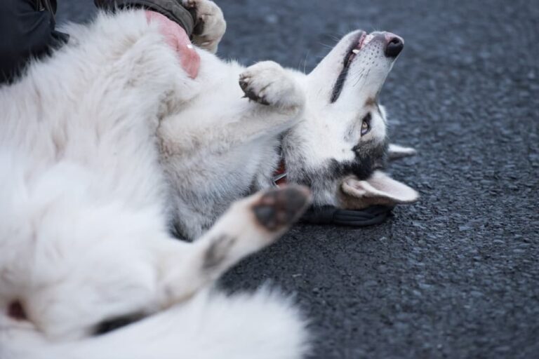 Dog Digestion: Everything You Need to Know | Great Pet Care