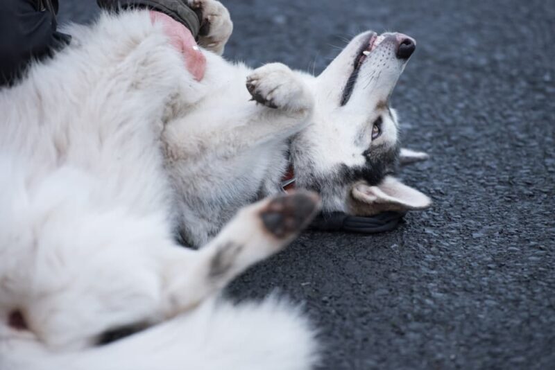 Dog Digestion: Everything You Need to Know | Great Pet Care