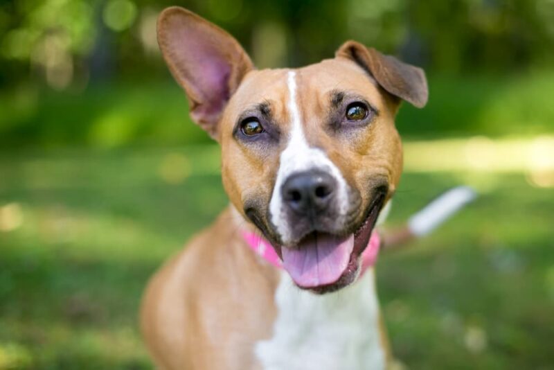 Nutritional Yeast for Dogs: Benefits and Uses | Great Pet Care