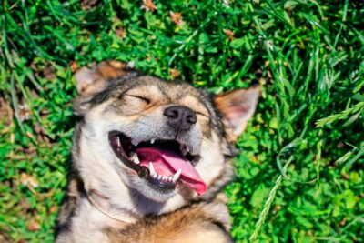 Dog Digestion: Everything You Need to Know | Great Pet Care