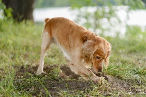 Scorpion Stings on Dogs | Great Pet Care